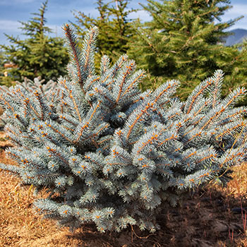 Osta soodsamalt ja turvaliselt GradinaMax.ee